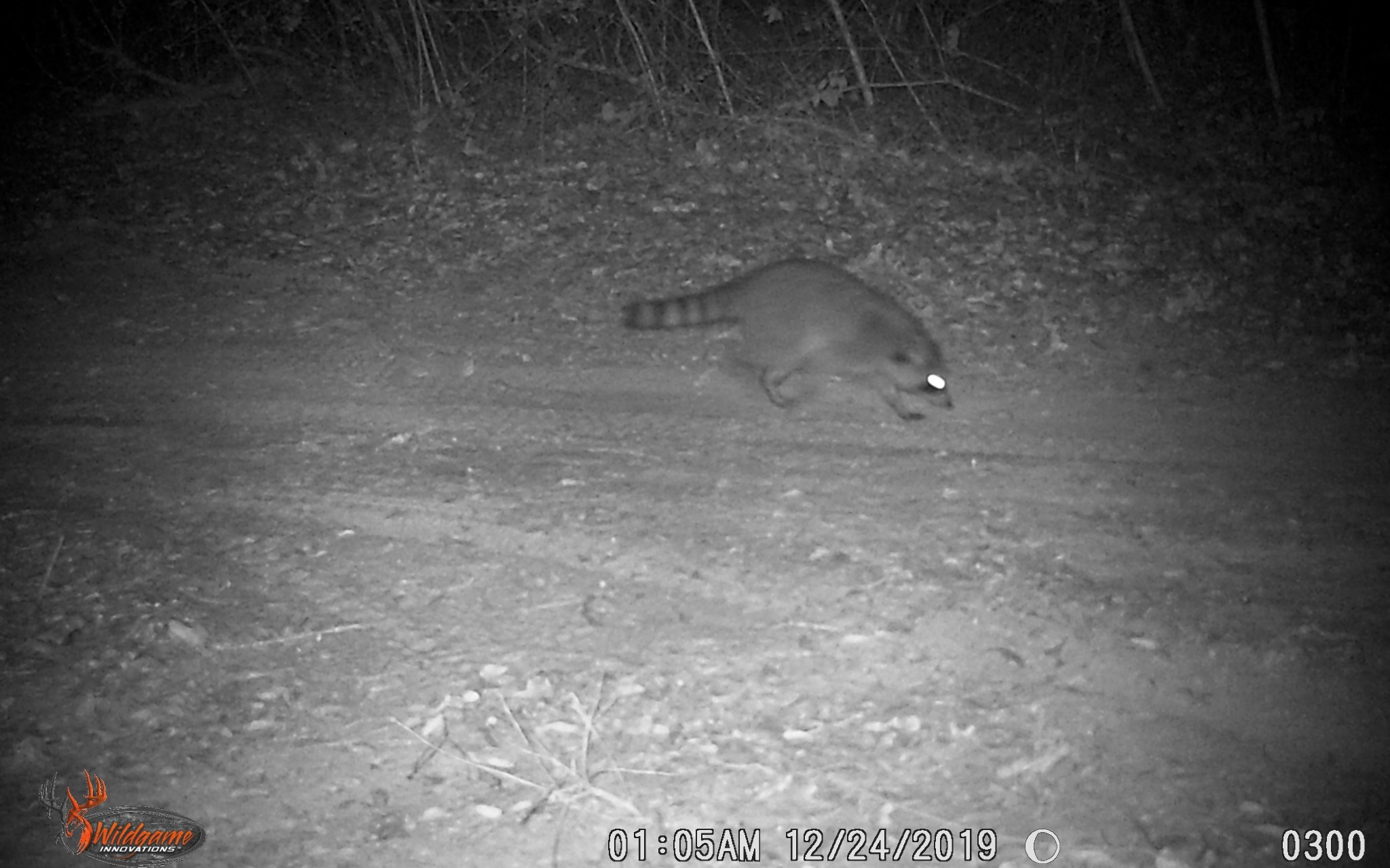 Game Cam Photos – Blue Skies and Green Pastures