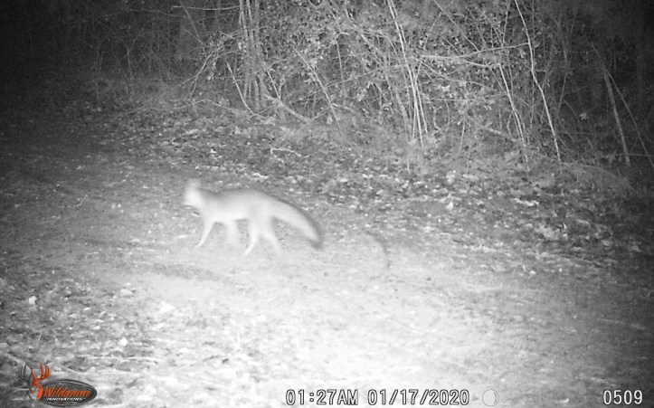 Game Cam Photos – Blue Skies and Green Pastures