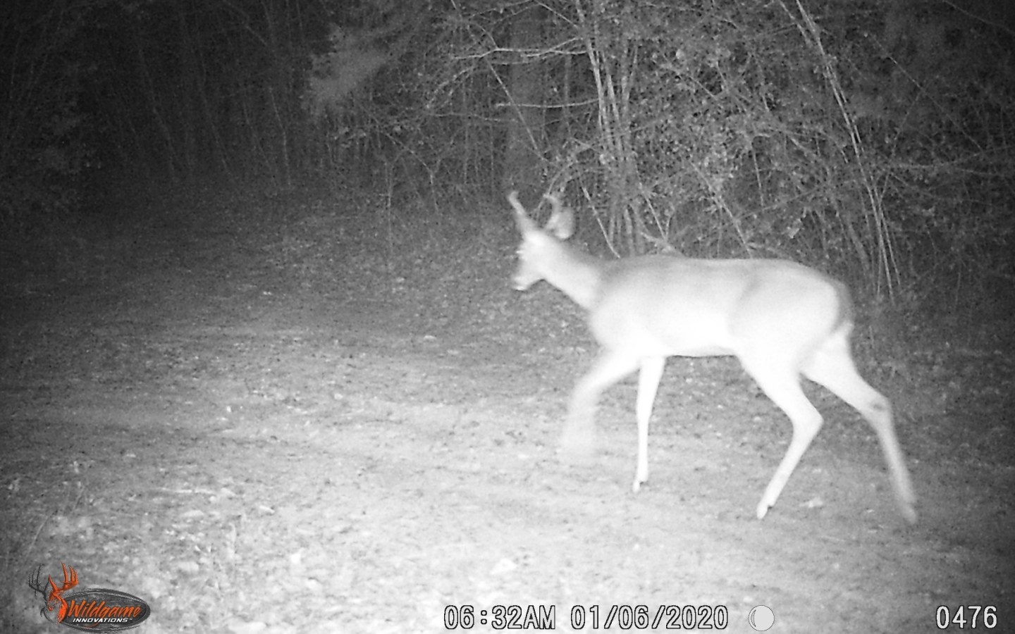 Game Cam Photos – Blue Skies and Green Pastures
