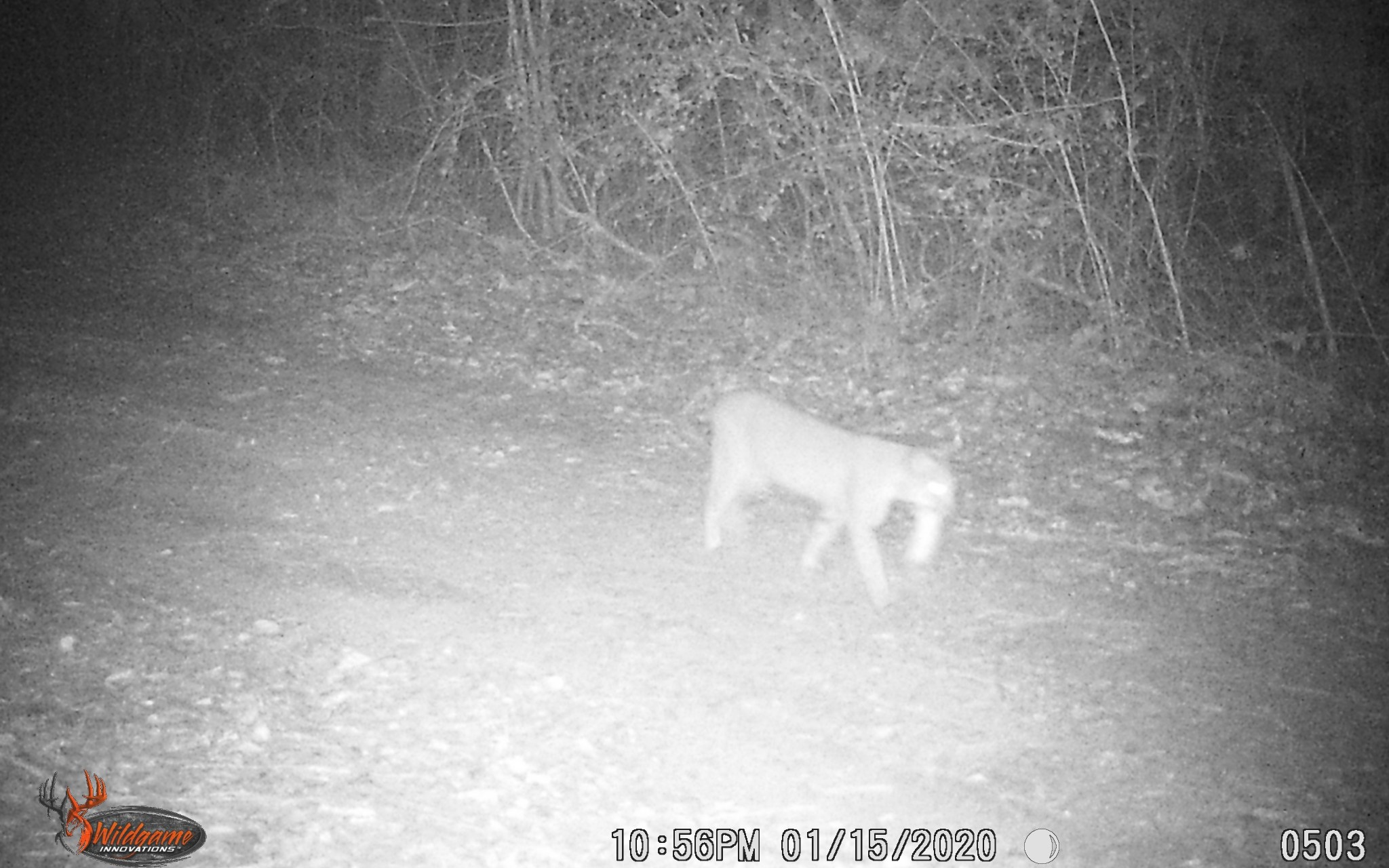 Game Cam Photos – Blue Skies and Green Pastures