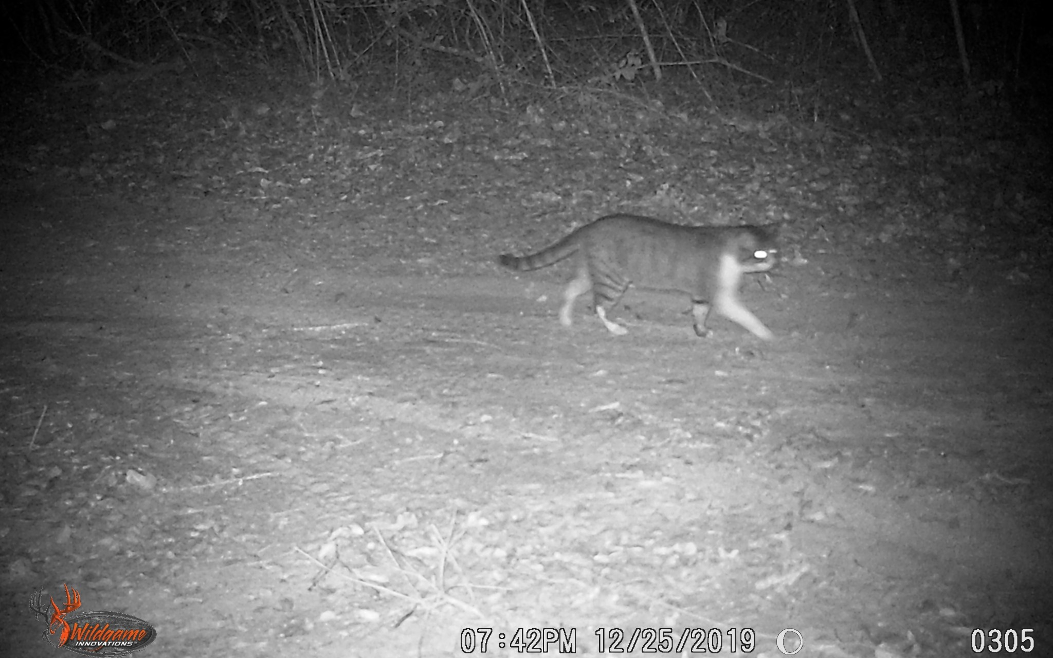 Game Cam Photos – Blue Skies and Green Pastures