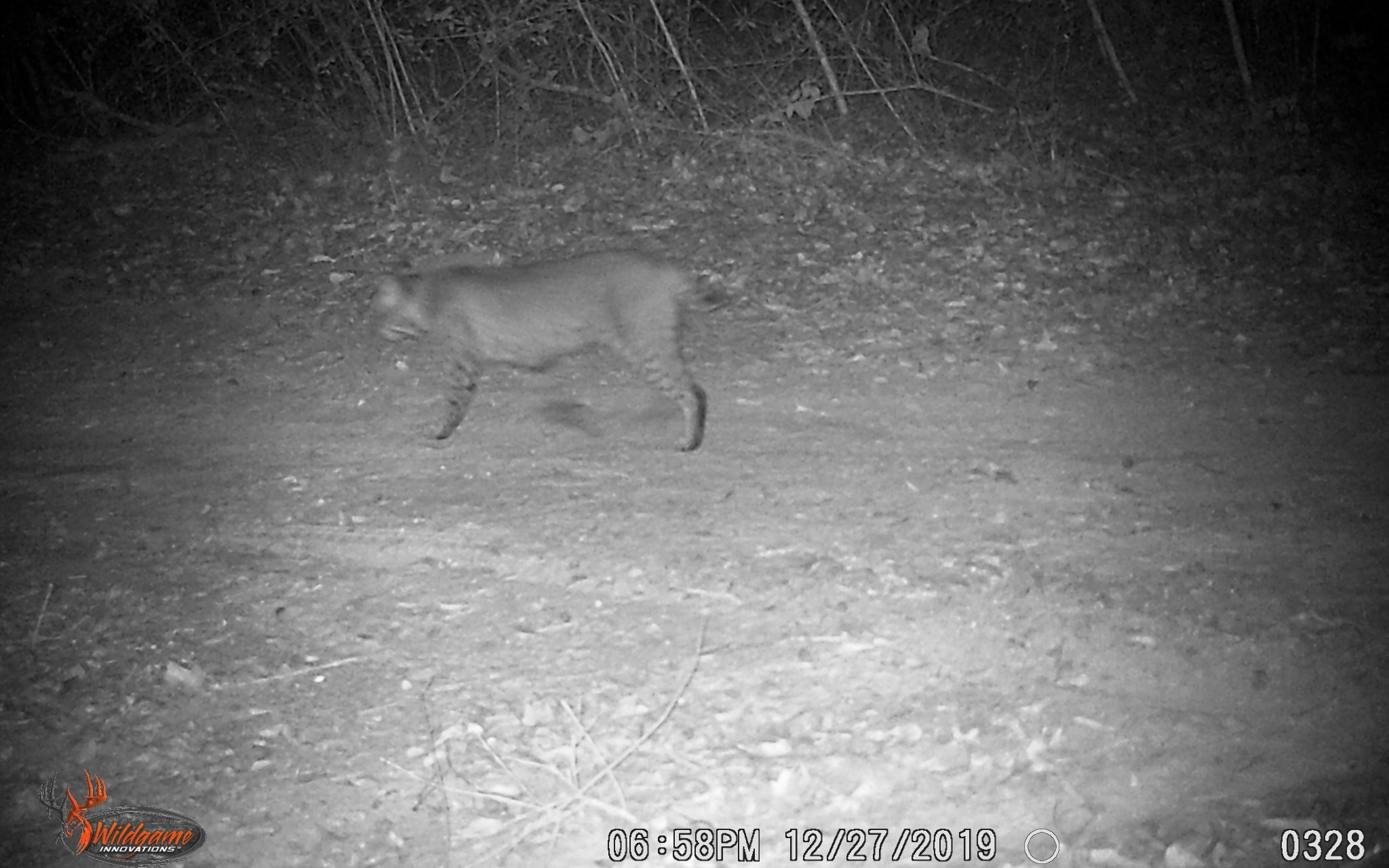Game Cam Photos – Blue Skies and Green Pastures