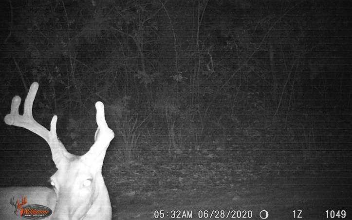 Game Cam Photos – Blue Skies and Green Pastures