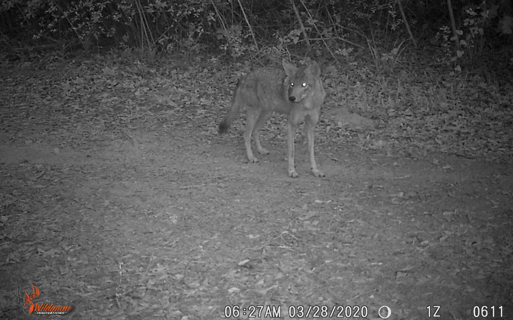 Game Cam Photos – Blue Skies and Green Pastures