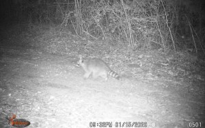 Game Cam Photos – Blue Skies and Green Pastures